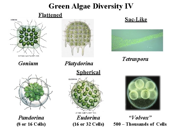 Green Algae Chlorophytes Green Algae Diversity I Chlorella