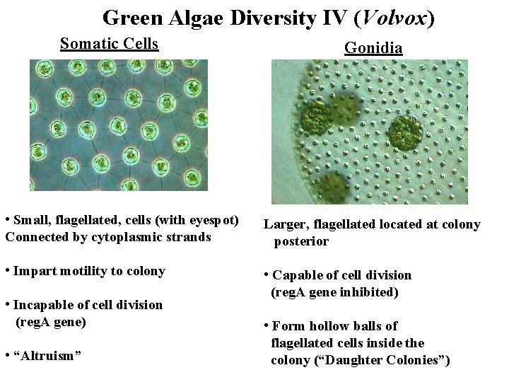 Green Algae Chlorophytes Green Algae Diversity I Chlorella