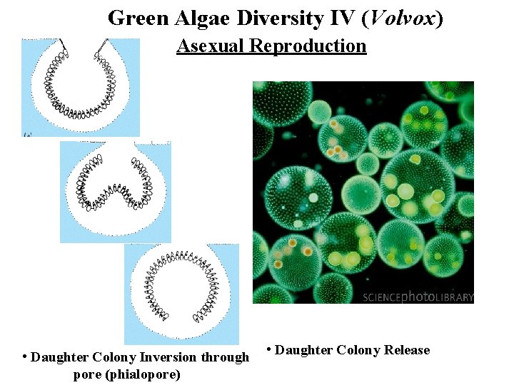 Green Algae Chlorophytes Green Algae Diversity I Chlorella