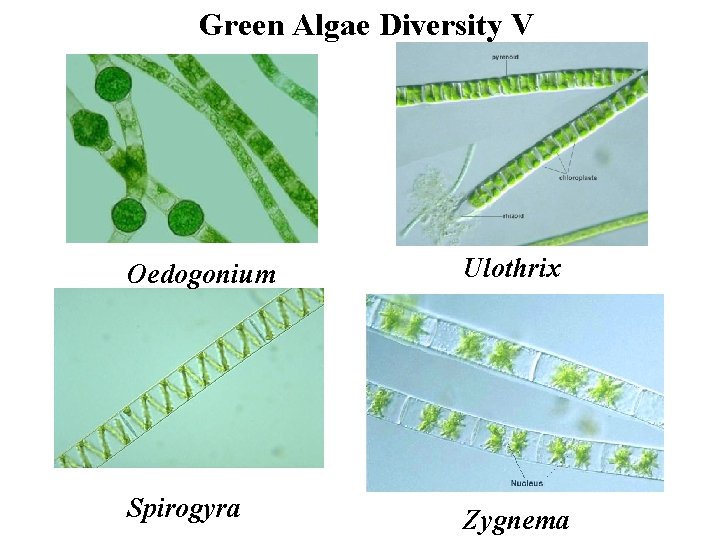 Green Algae Chlorophytes Green Algae Diversity I Chlorella