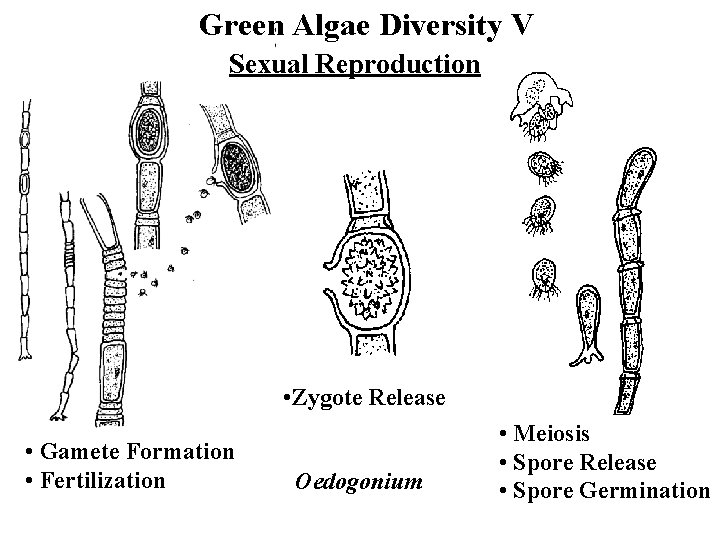 Green Algae Chlorophytes Green Algae Diversity I Chlorella