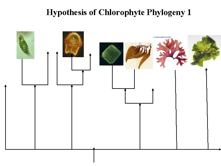Green Algae Chlorophytes Green Algae Diversity I Chlorella