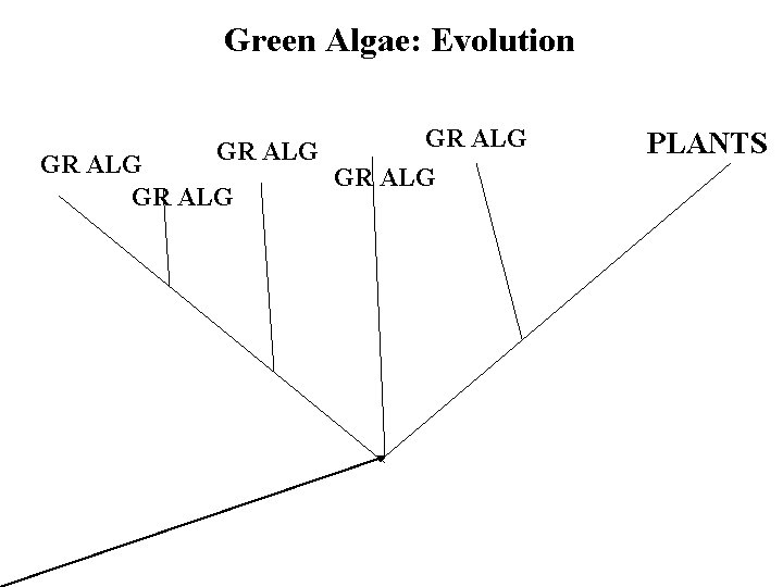 Green Algae Chlorophytes Green Algae Diversity I Chlorella