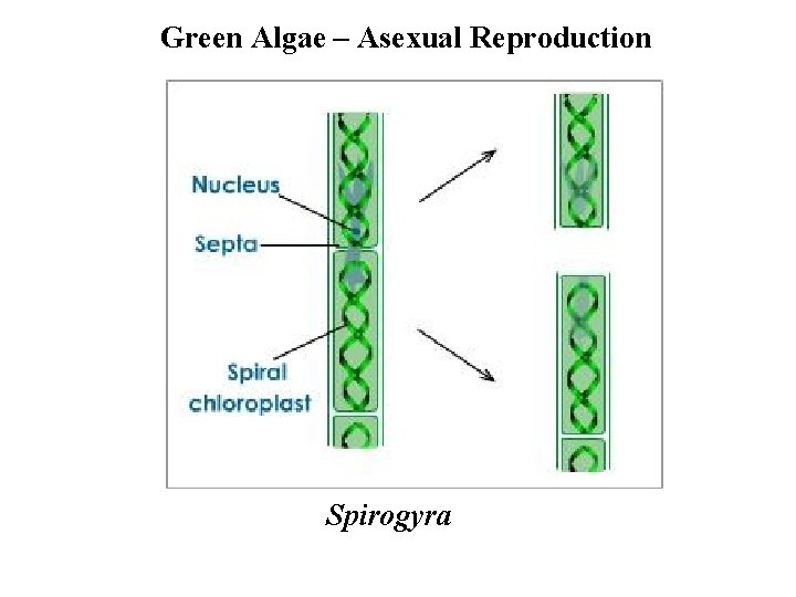 Green Algae Chlorophytes Green Algae Diversity I Chlorella