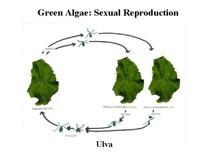 Green Algae Chlorophytes Green Algae Diversity I Chlorella