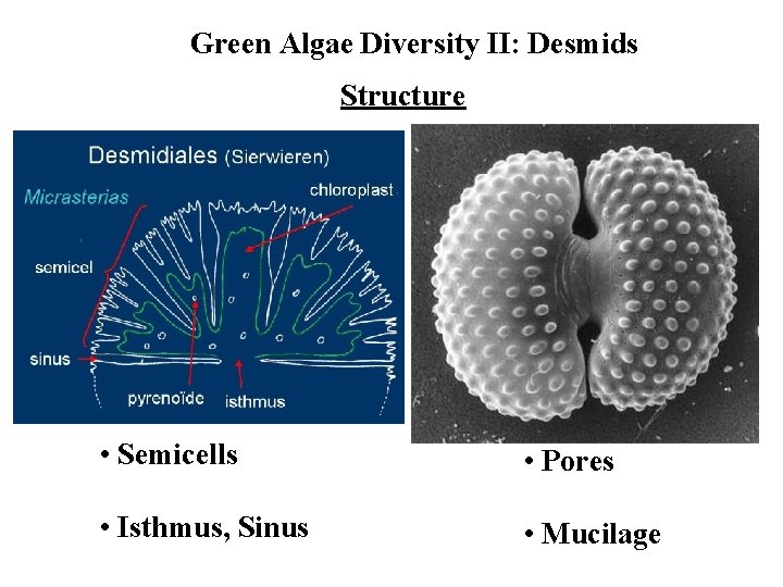 Green Algae Chlorophytes Green Algae Diversity I Chlorella