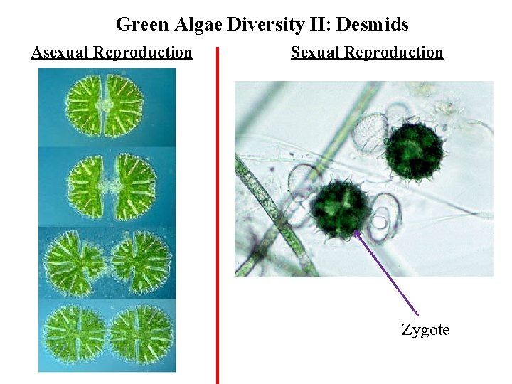 Green Algae Chlorophytes Green Algae Diversity I Chlorella