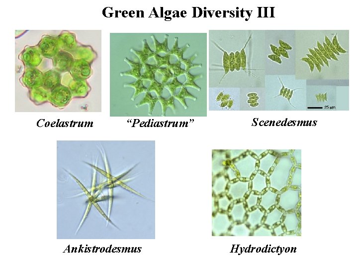 Green Algae Chlorophytes Green Algae Diversity I Chlorella