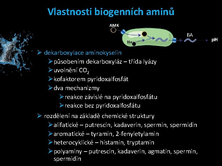 Produkce biogennch amin bakteriemi izolovanmi ze vzork povrchovch