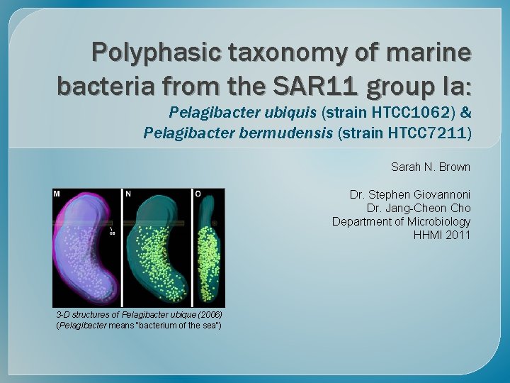 Polyphasic taxonomy of marine bacteria from the SAR