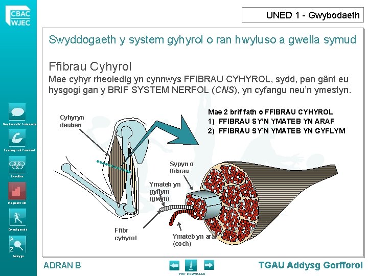 UNED 1 Gwybodaeth Swyddogaeth y system gyhyrol o