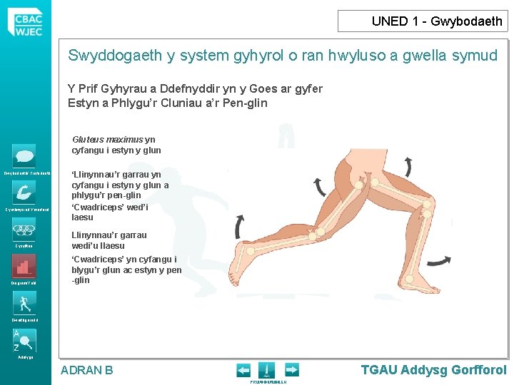 UNED 1 Gwybodaeth Swyddogaeth y system gyhyrol o