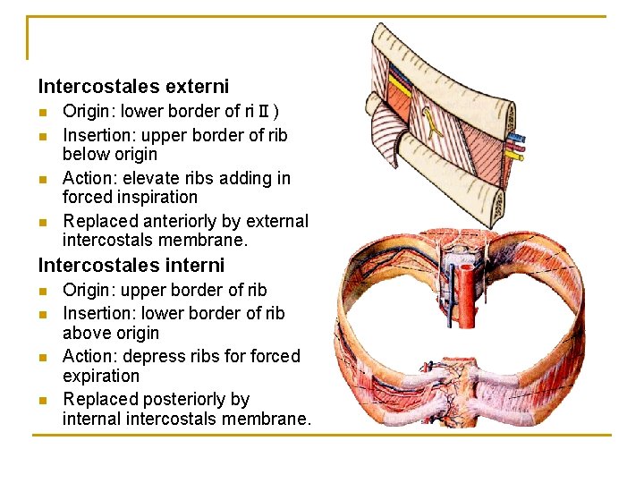 Thorax Internal thoracic artery descends into thorax 1