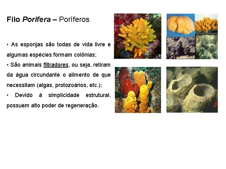 Filo Porifera Porferos Animais pluricelulares mais primitivos cujo