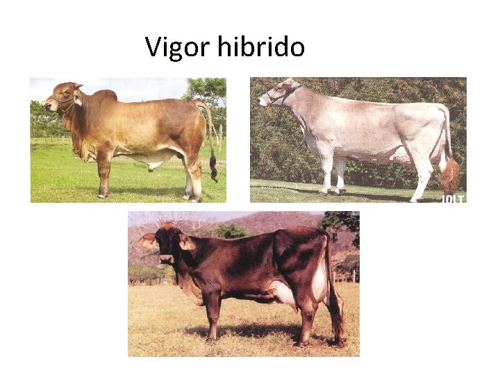 Curso Mtodo del Dr Hidalgo Torito INSEMINACIN ARTIFICIAL