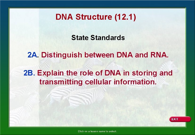DNA Structure 12 1 State Standards 2 A