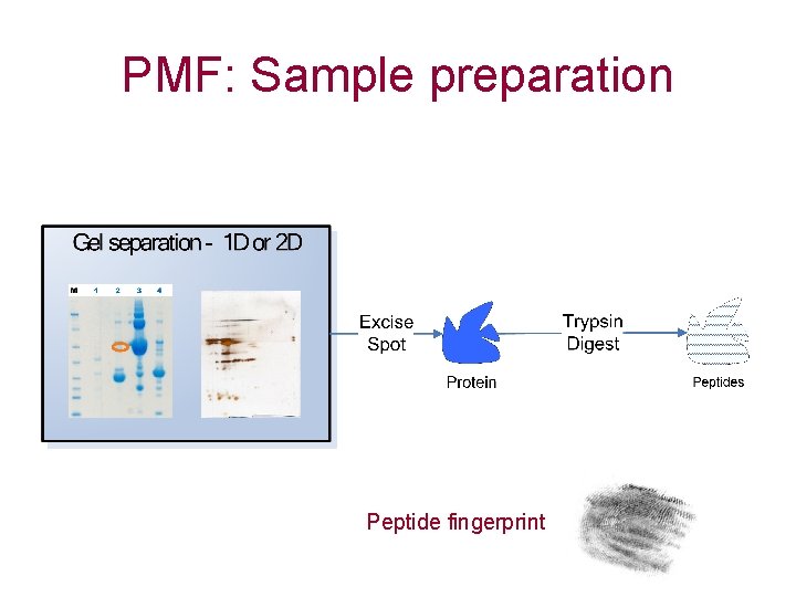 Peptide Mass Fingerprinting Manimalha Balasubramani Genomics and Proteomics