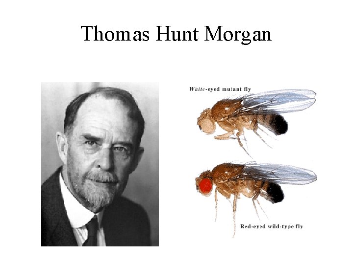 History of Genetics People have known about inheritance