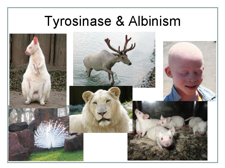 Laboratory Introduction What is a protocol What is