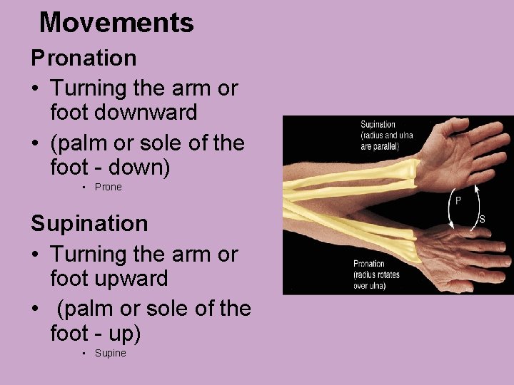 Terminologi Anatomi PRINSIP UMUM PENAMAAN SATU NAMA UNTUK