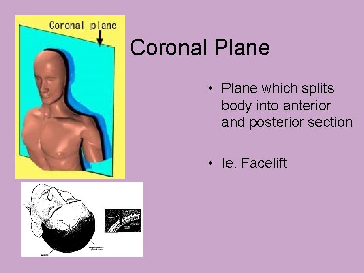 Terminologi Anatomi PRINSIP UMUM PENAMAAN SATU NAMA UNTUK