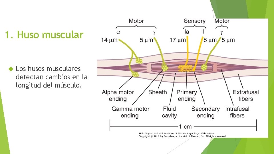 Reflejos medulares Tutora Fisiologa PAIEP Ignacio Flores Soto