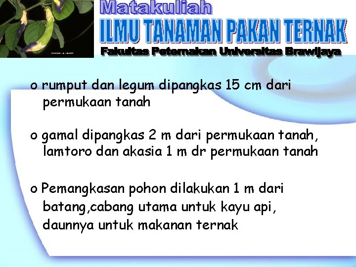 ENTER MANAJEMEN BUDIDAYA TANAMAN PAKAN PEMELIHARAAN 3 PEMELIHARAAN