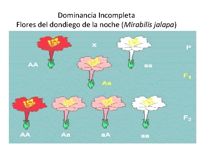 Tipos de Herencia no mendeliana 1 Dominancia Incompleta