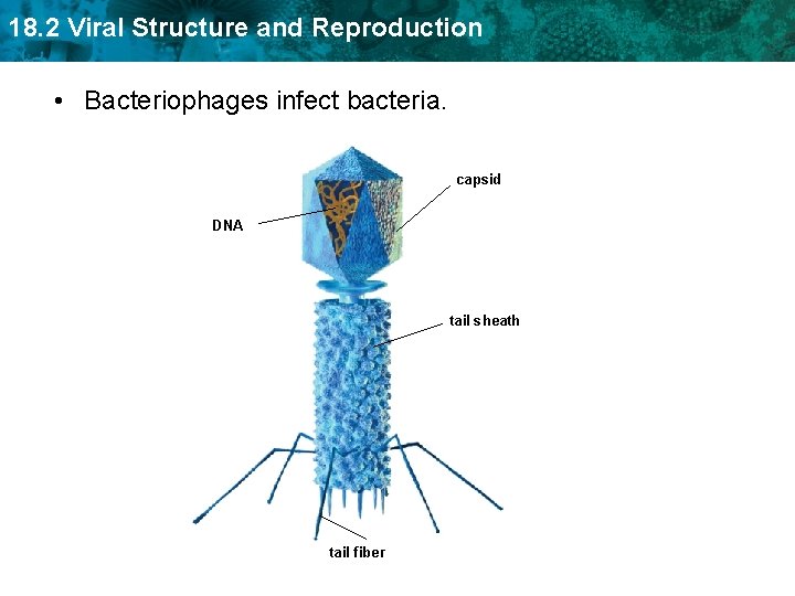 18 2 Viral Structure and Reproduction KEY CONCEPT