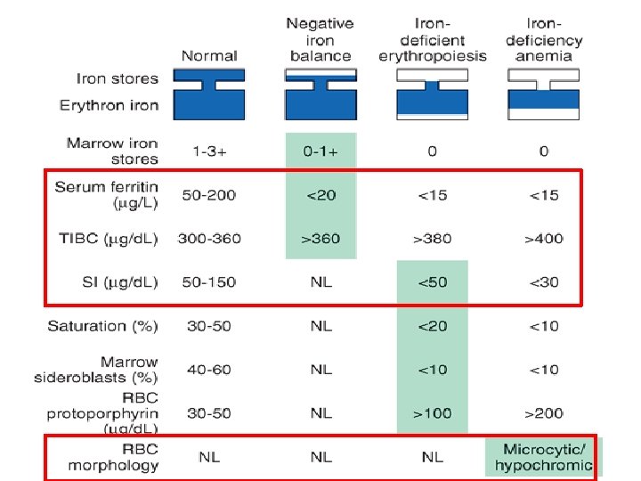 Erythropoiesis RBC production Hemoglobin heme globin Heme a