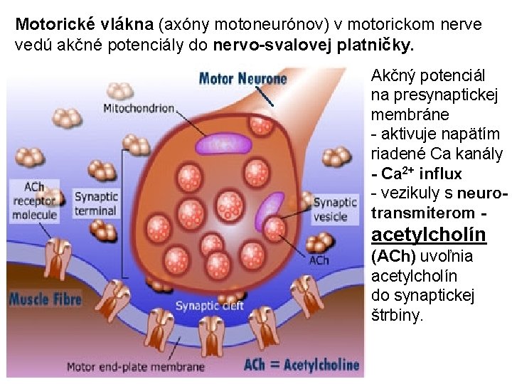 BIOFYZIKA SVALOVEJ KONTRAKCIE Ivan Poliaek TYPY SVALU Kostrov