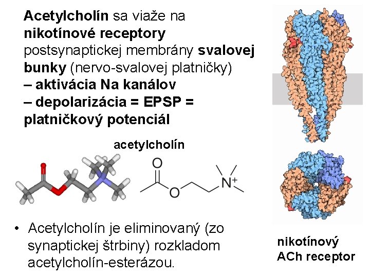 BIOFYZIKA SVALOVEJ KONTRAKCIE Ivan Poliaek TYPY SVALU Kostrov