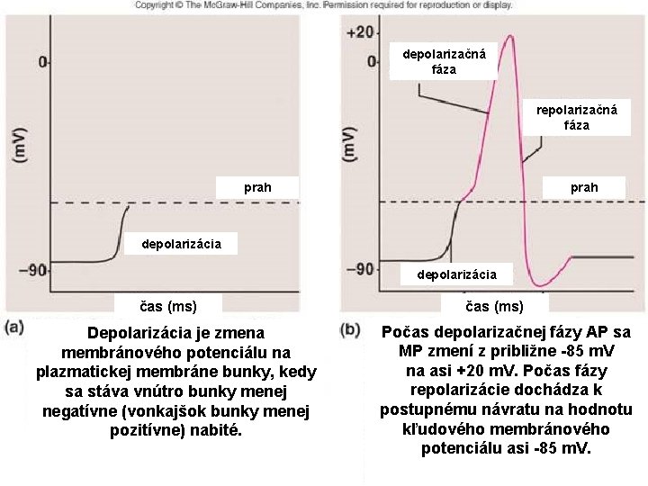 BIOFYZIKA SVALOVEJ KONTRAKCIE Ivan Poliaek TYPY SVALU Kostrov