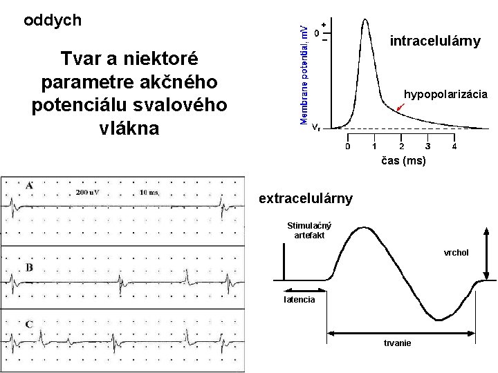 BIOFYZIKA SVALOVEJ KONTRAKCIE Ivan Poliaek TYPY SVALU Kostrov