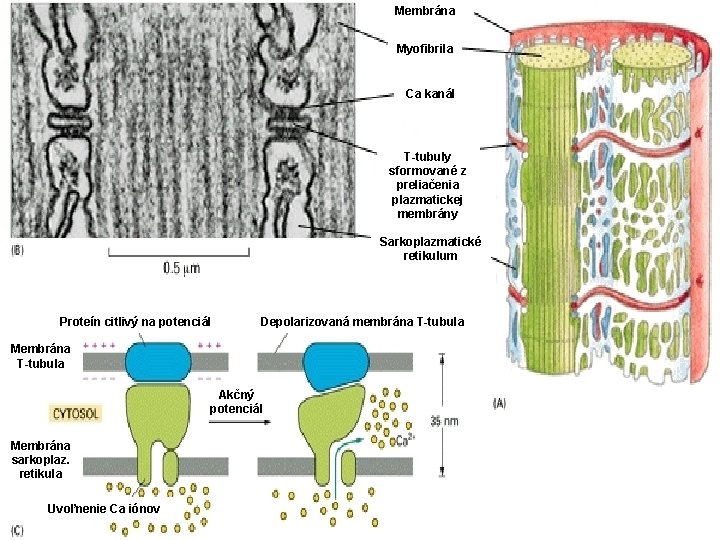BIOFYZIKA SVALOVEJ KONTRAKCIE Ivan Poliaek TYPY SVALU Kostrov