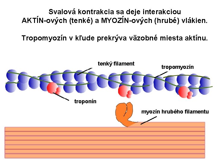 BIOFYZIKA SVALOVEJ KONTRAKCIE Ivan Poliaek TYPY SVALU Kostrov