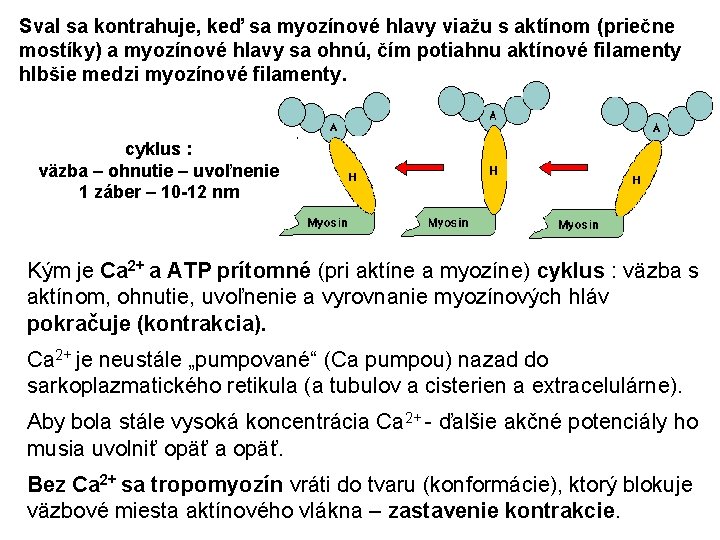 BIOFYZIKA SVALOVEJ KONTRAKCIE Ivan Poliaek TYPY SVALU Kostrov
