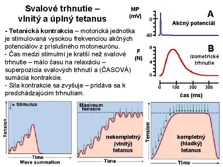 BIOFYZIKA SVALOVEJ KONTRAKCIE Ivan Poliaek TYPY SVALU Kostrov