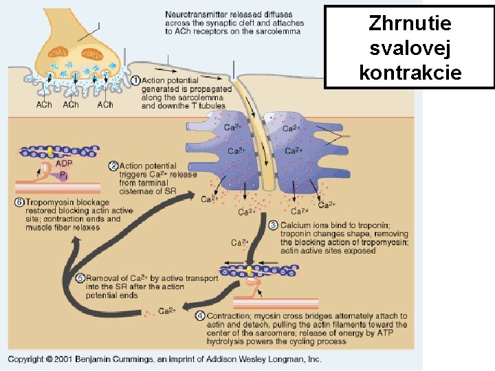 BIOFYZIKA SVALOVEJ KONTRAKCIE Ivan Poliaek TYPY SVALU Kostrov