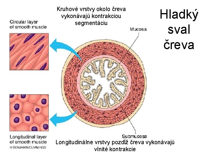 BIOFYZIKA SVALOVEJ KONTRAKCIE Ivan Poliaek TYPY SVALU Kostrov