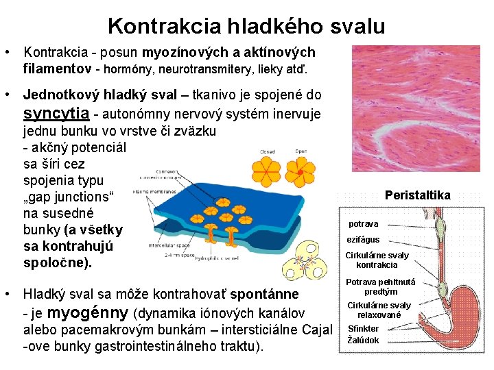 BIOFYZIKA SVALOVEJ KONTRAKCIE Ivan Poliaek TYPY SVALU Kostrov