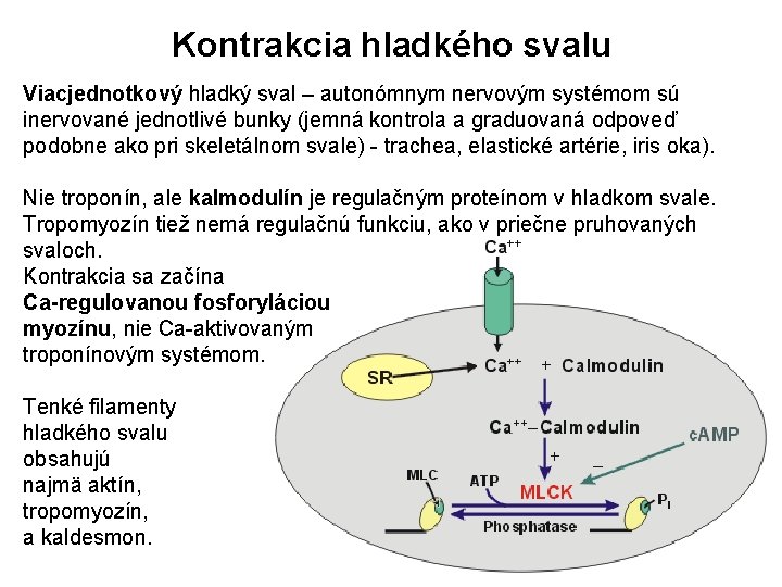 BIOFYZIKA SVALOVEJ KONTRAKCIE Ivan Poliaek TYPY SVALU Kostrov