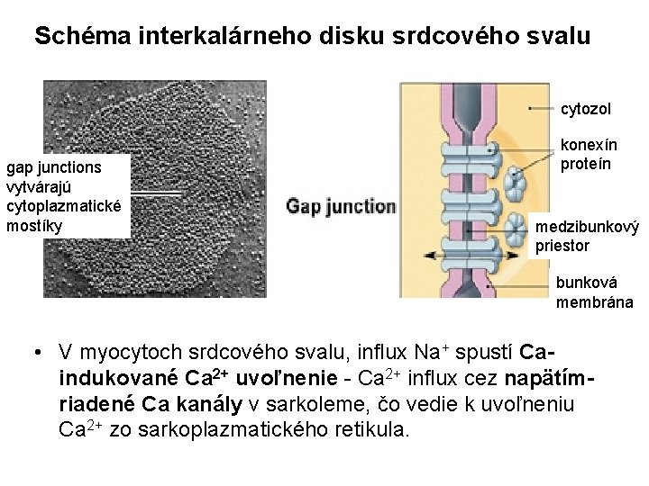 BIOFYZIKA SVALOVEJ KONTRAKCIE Ivan Poliaek TYPY SVALU Kostrov