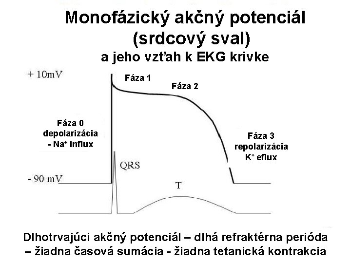 BIOFYZIKA SVALOVEJ KONTRAKCIE Ivan Poliaek TYPY SVALU Kostrov