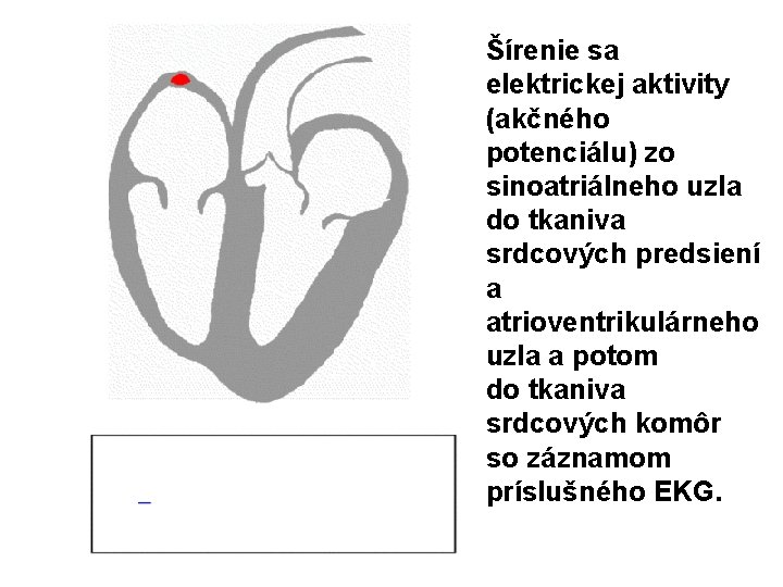BIOFYZIKA SVALOVEJ KONTRAKCIE Ivan Poliaek TYPY SVALU Kostrov