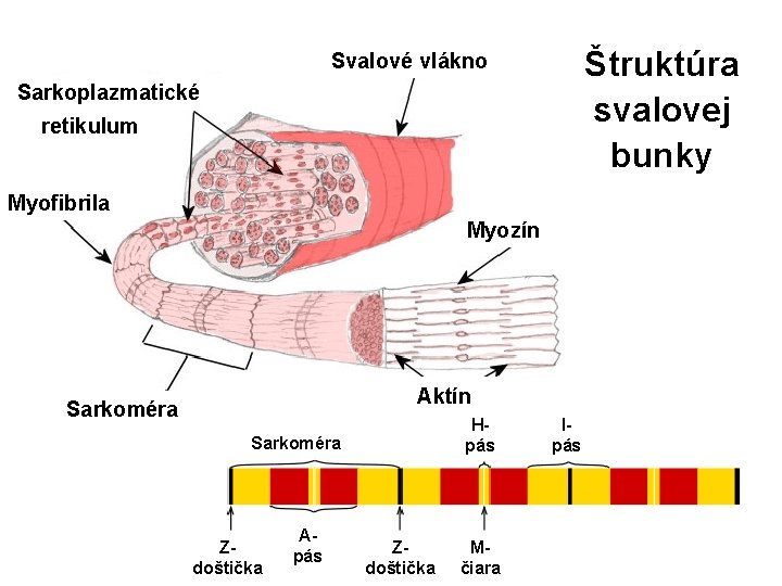 BIOFYZIKA SVALOVEJ KONTRAKCIE Ivan Poliaek TYPY SVALU Kostrov