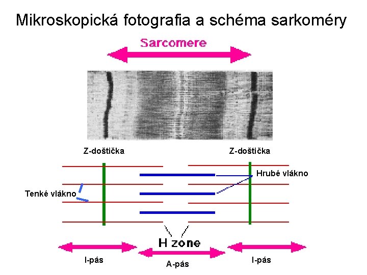 BIOFYZIKA SVALOVEJ KONTRAKCIE Ivan Poliaek TYPY SVALU Kostrov