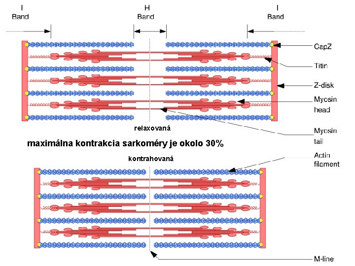 BIOFYZIKA SVALOVEJ KONTRAKCIE Ivan Poliaek TYPY SVALU Kostrov