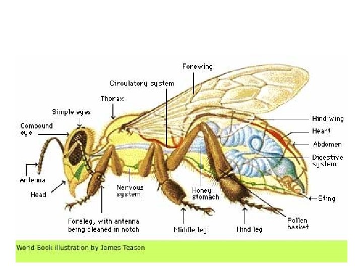 ALIMENTARY SYSTEM IN INSECTS COCKROACH The alimentary canal