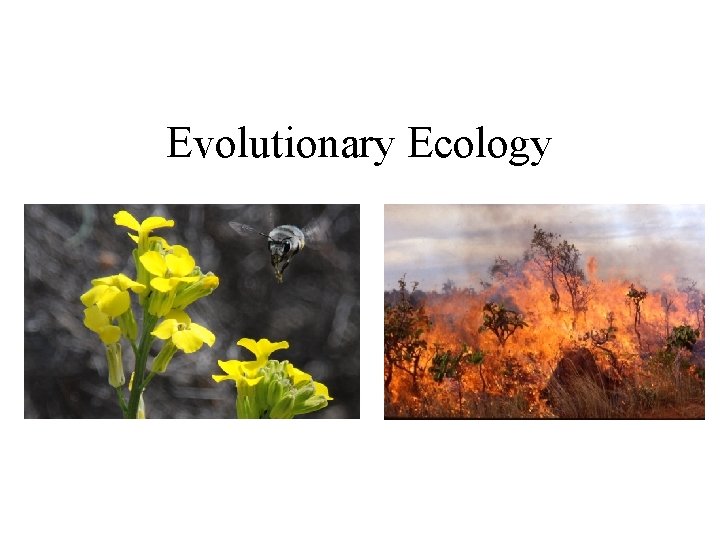 Evolutionary Ecology Evidence of local adaptation Environmental or